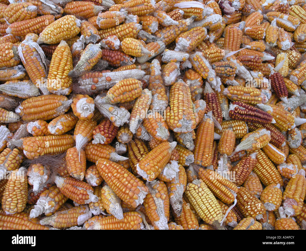 Corn cobs drying in the sun Stock Photo - Alamy