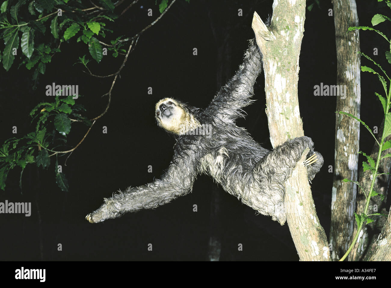 Three Toed Sloth Stock Photo - Alamy