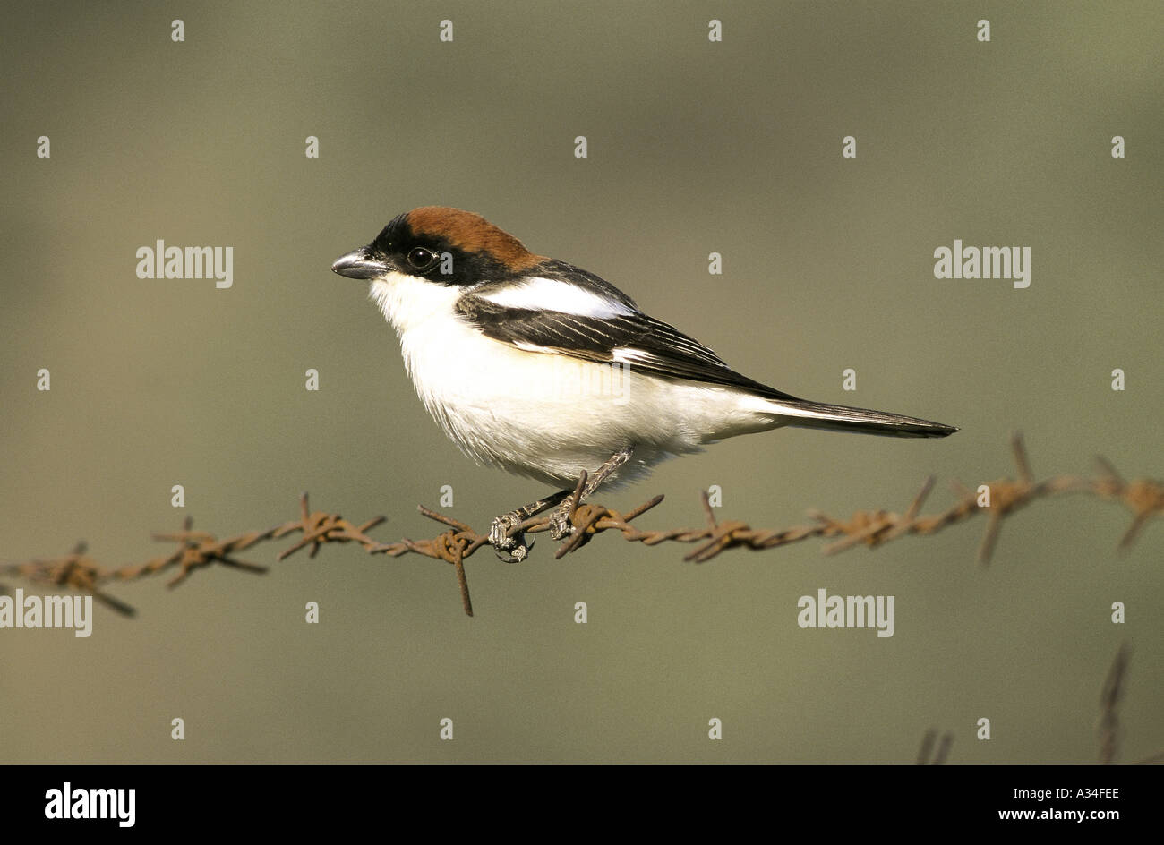 Woodchat shrike uk hi-res stock photography and images - Alamy