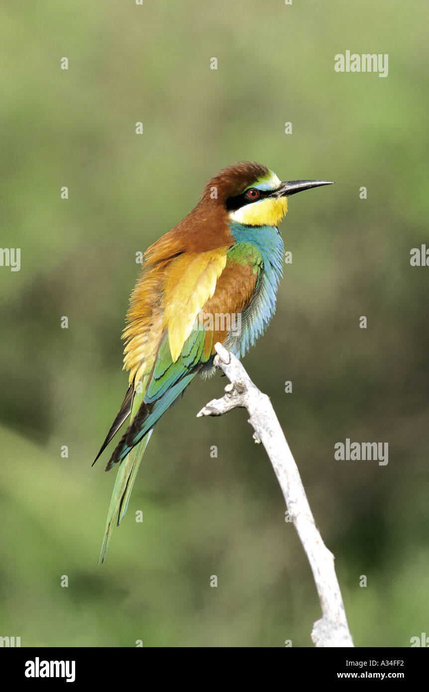 Bee eater uk hi-res stock photography and images - Alamy