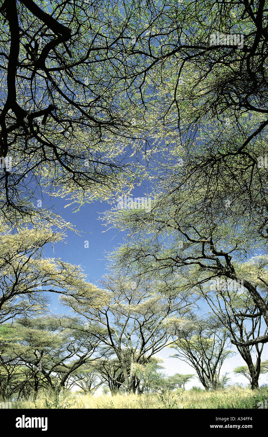 Flowering trees of kenya hi-res stock photography and images - Alamy