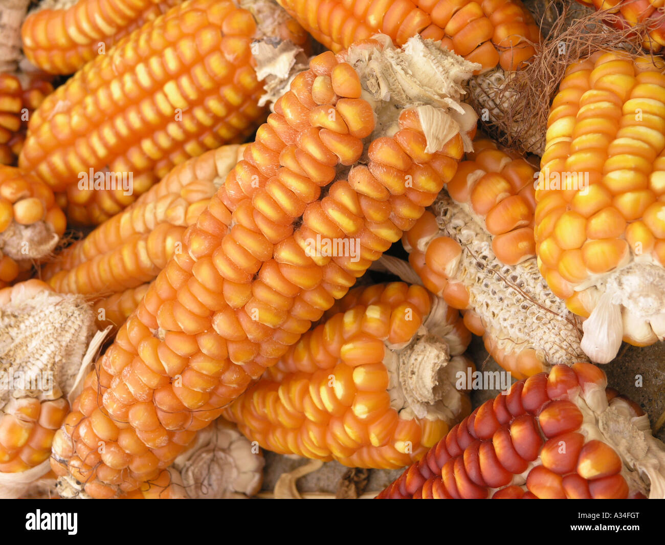 corn on the cob drying in the sunshine Stock Photo - Alamy