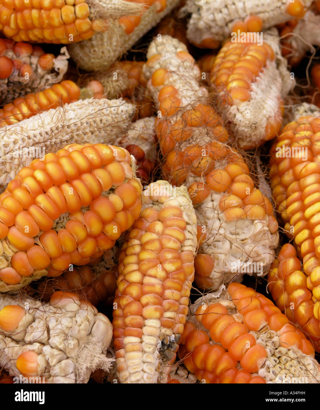 Maize drying in the sunshine Stock Photo - Alamy