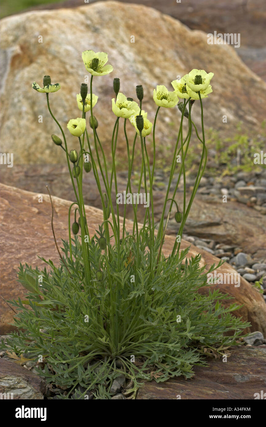 Papaver lapponicum hi-res stock photography and images - Alamy
