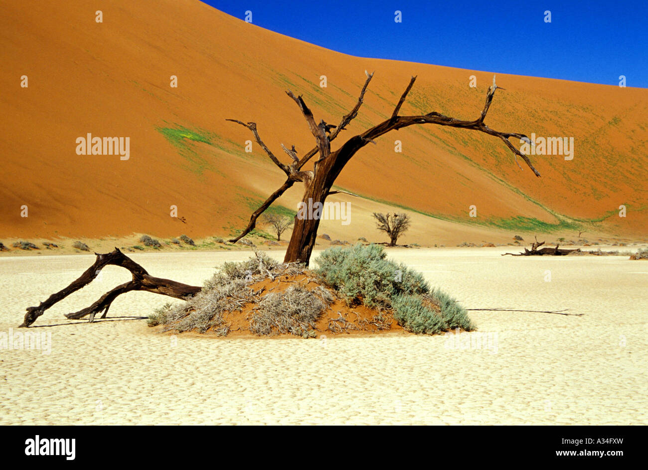 dried tree in a desert, Namibia, Sossusvlei, Namib Stock Photo - Alamy