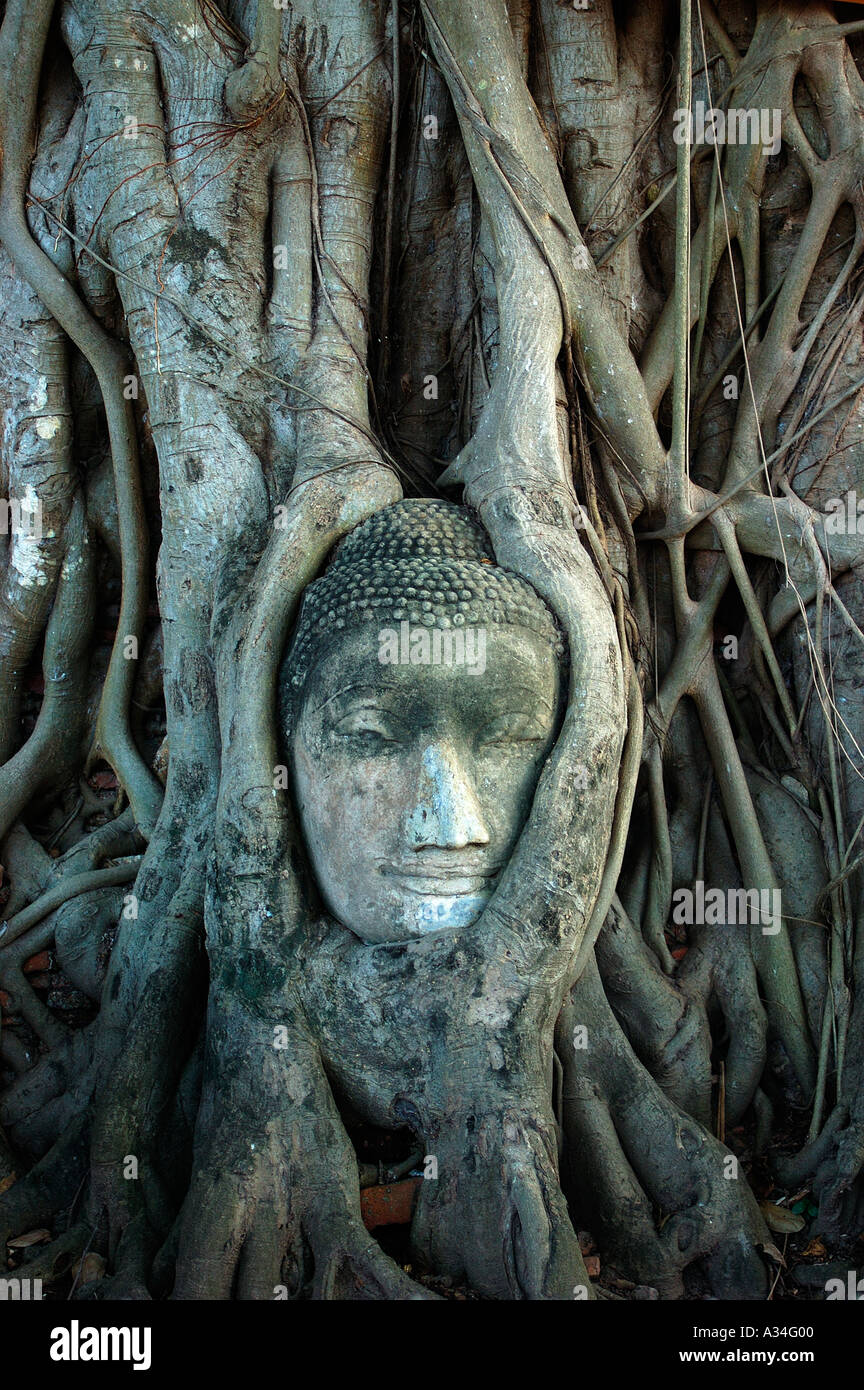 Buddha face in tree roots Wat Mahathat Ayutthaya Thailand Stock Photo ...