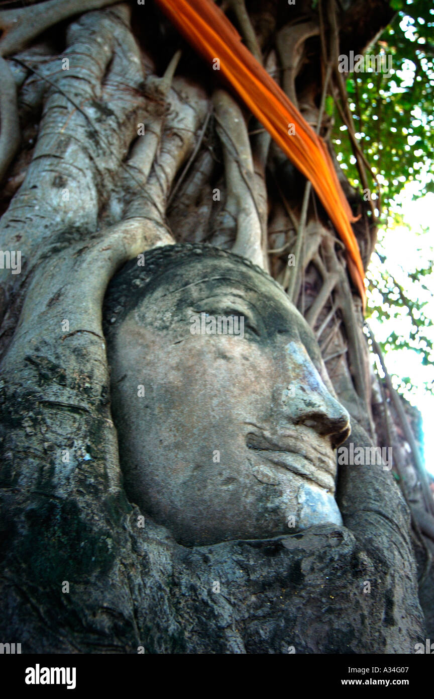 Buddha face in tree roots Wat Mahathat Ayutthaya Thailand Stock Photo ...