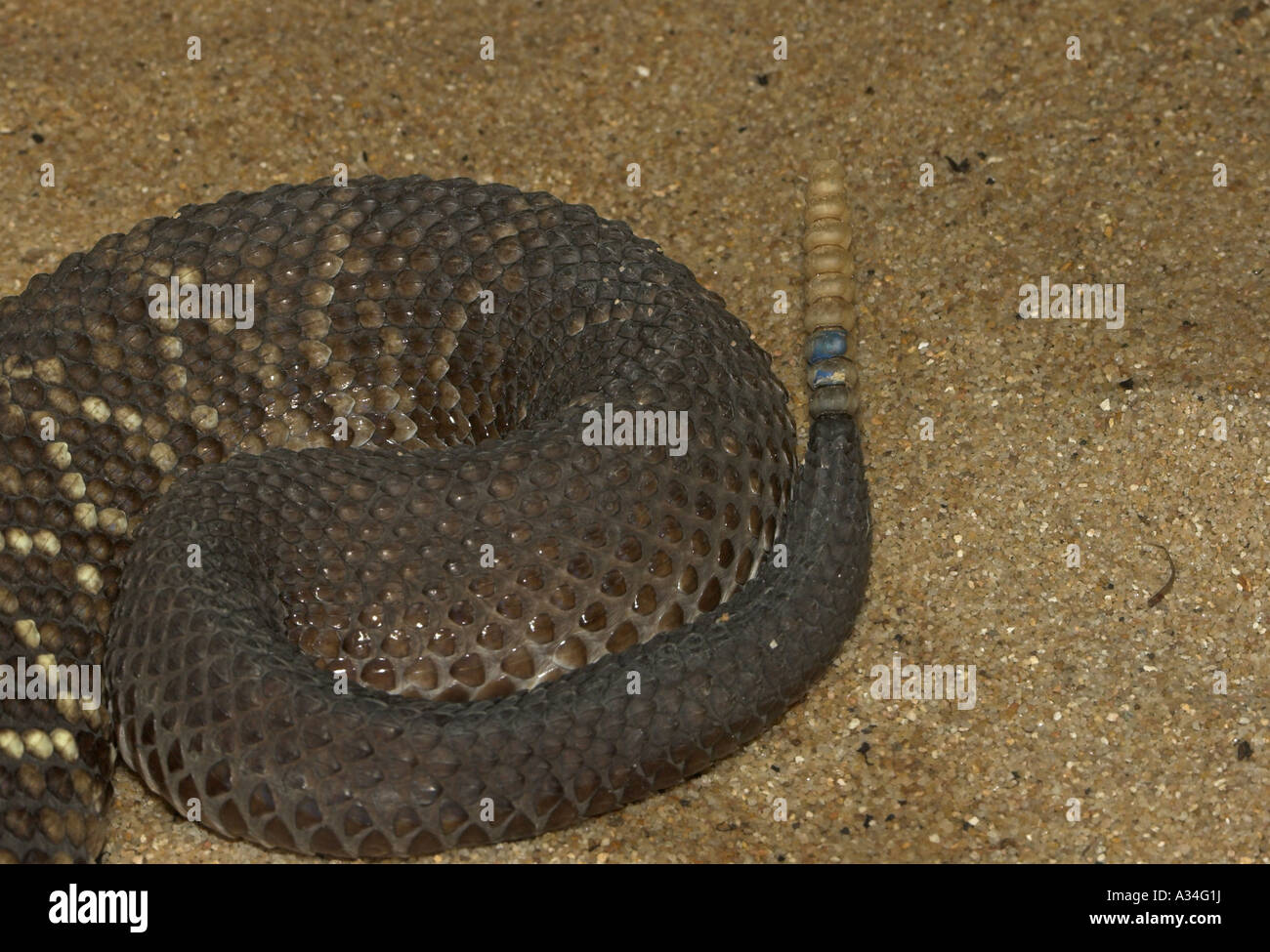 neotropical rattlesnake, cascabel (Crotalus durissus, Crotalus ...