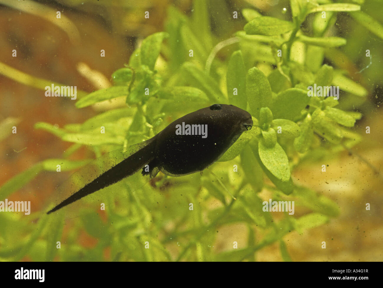 European common toad (Bufo bufo), tadpole Stock Photo - Alamy