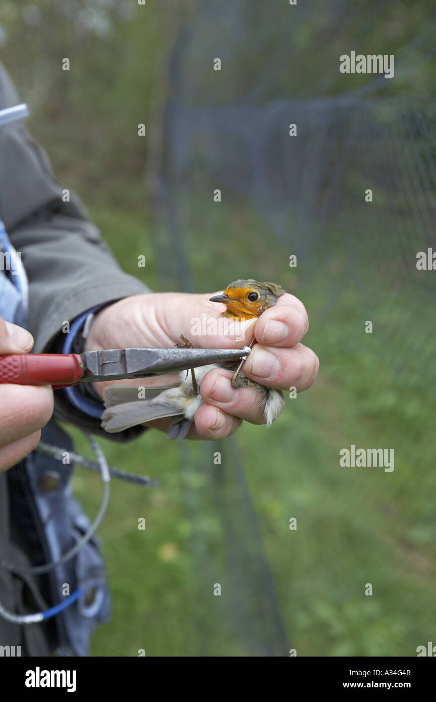 Birdobservatory hi-res stock photography and images - Alamy