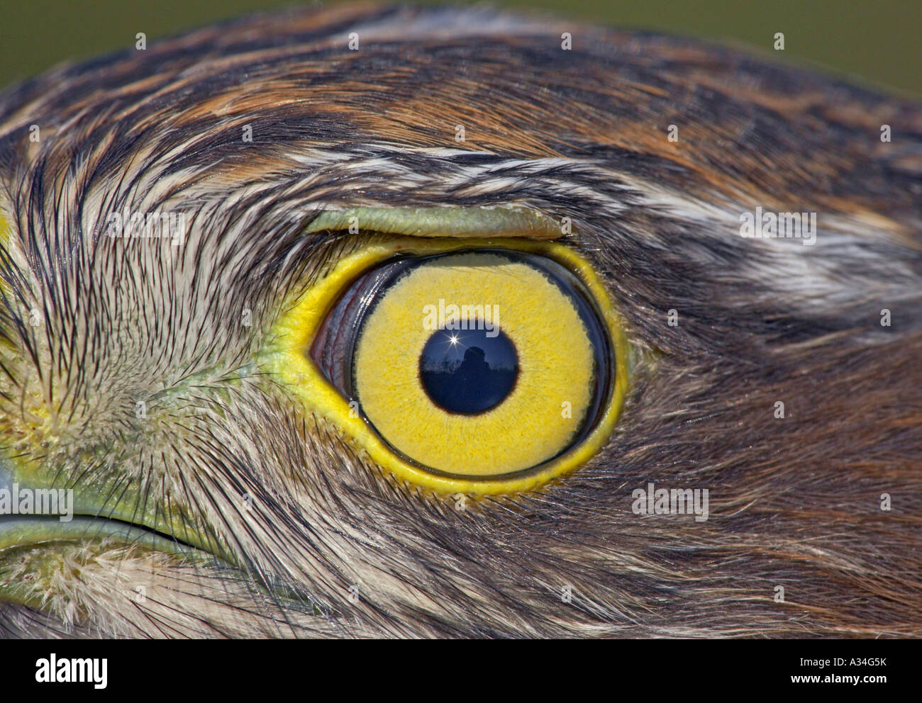 northern sparrow hawk (Accipiter nisus), close-up of the eye, fixing ...