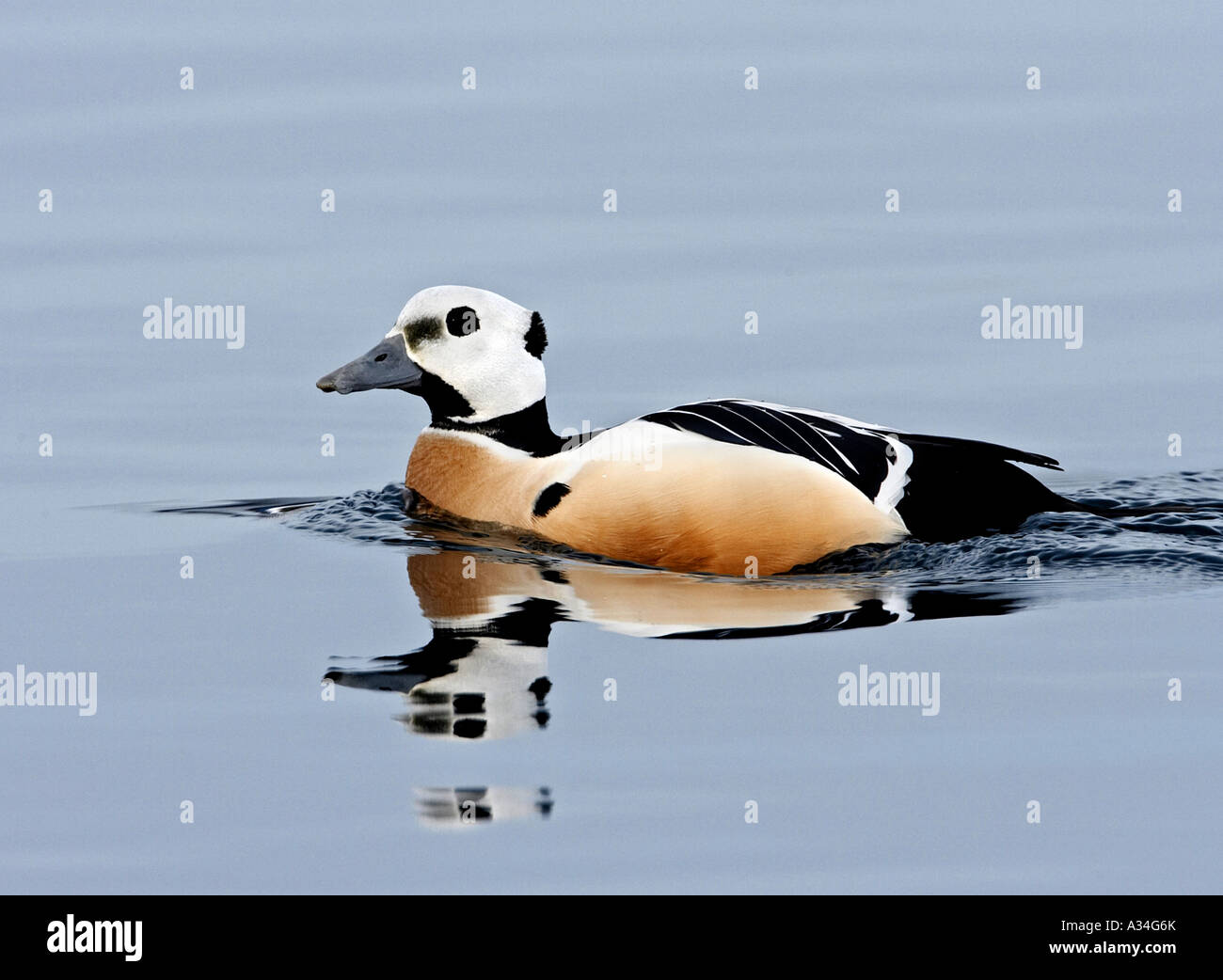 Steller's eider (Polysticta stelleri), swimming with mirror image ...
