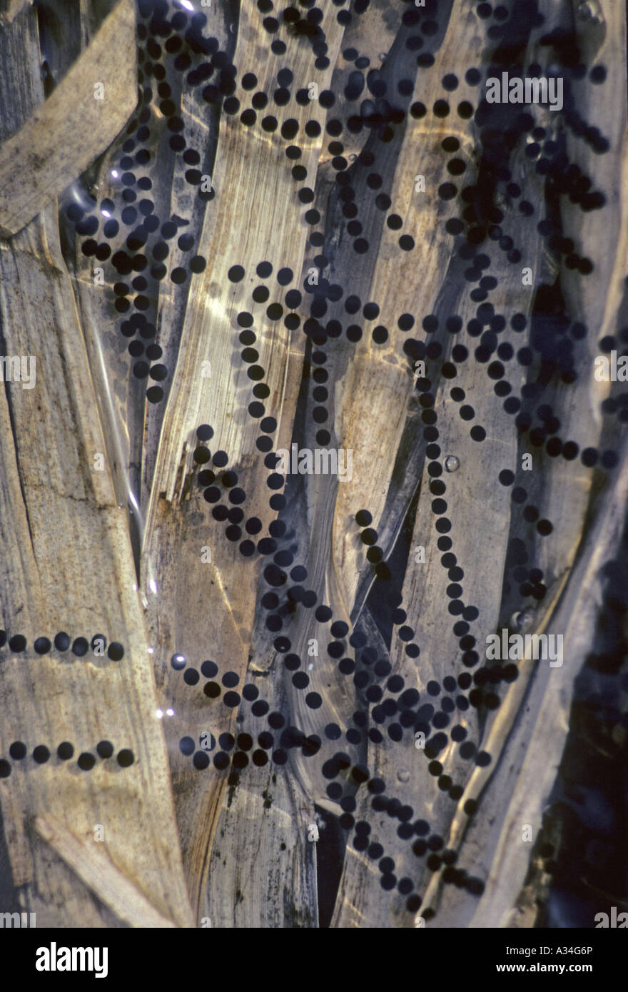 Toad egg string hi-res stock photography and images - Alamy