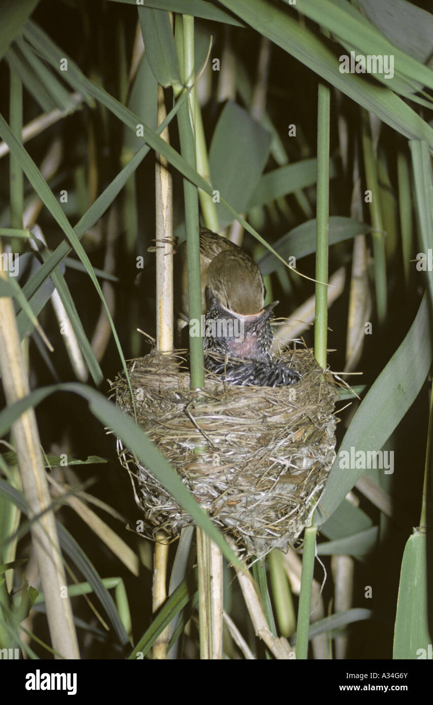 Eurasian cuckoo (Cuculus canorus), chick in nest feeded by a reed ...