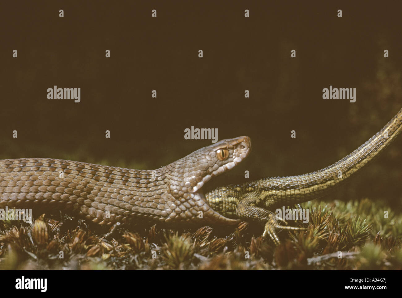 adder, common viper, common European viper, common viper (Vipera berus ...