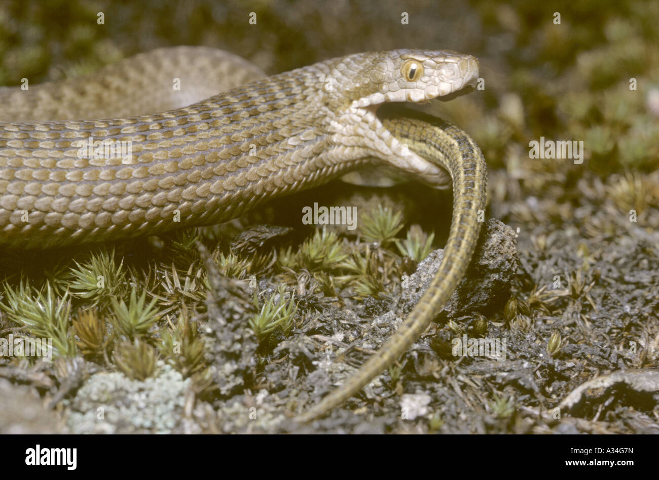 adder, common viper, common European viper, common viper (Vipera berus ...