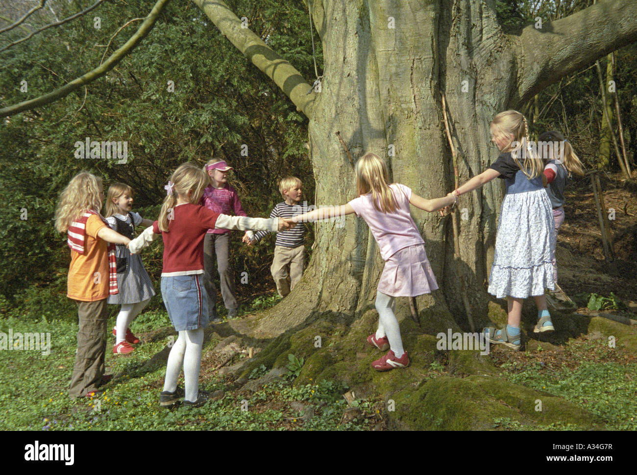 common beech (Fagus sylvatica), children embracing and measuring an old ...