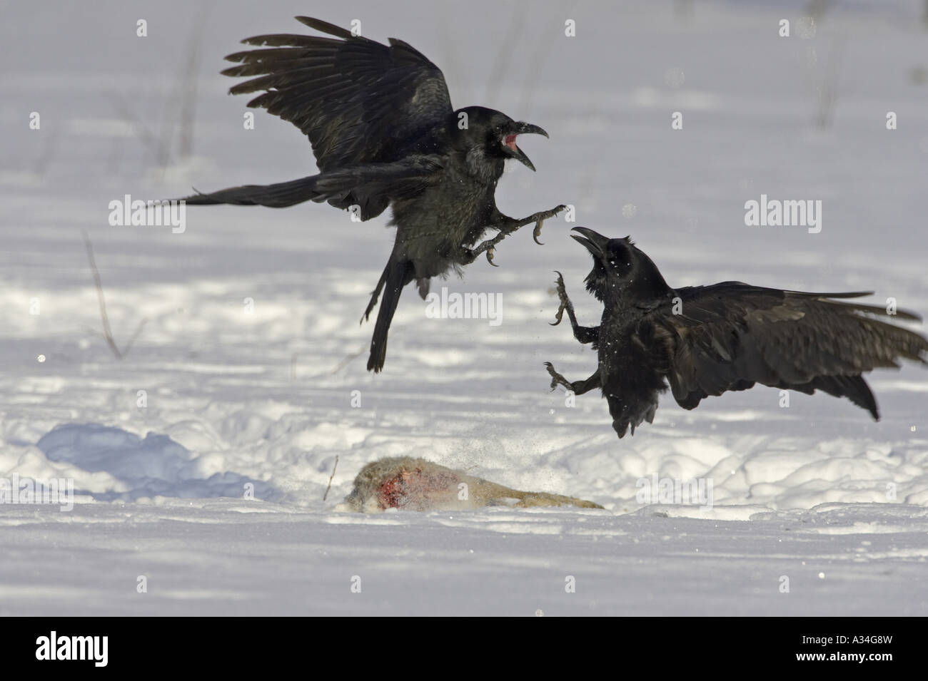 common raven (Corvus corax), two fighting individuals, Finland Stock ...