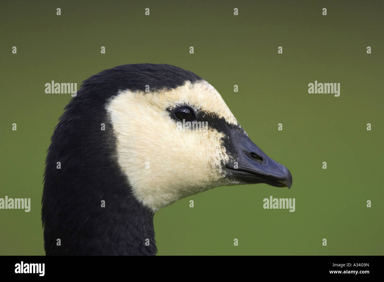 barnacle goose (Branta leucopsis), portrait, Finland Stock Photo - Alamy