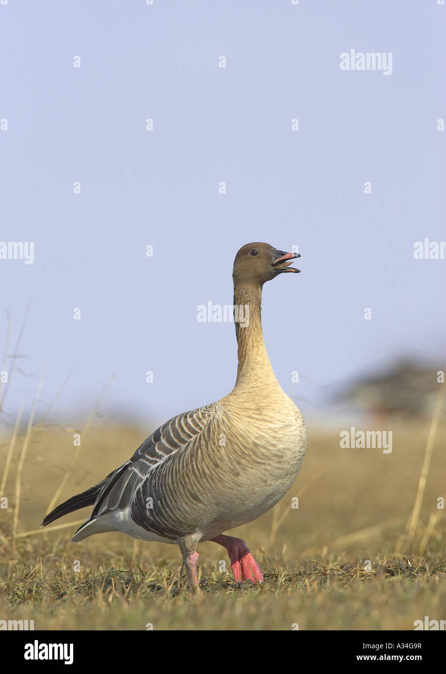 pink-footed goose (Anser brachyrhynchus), yelling, Finland Stock Photo ...