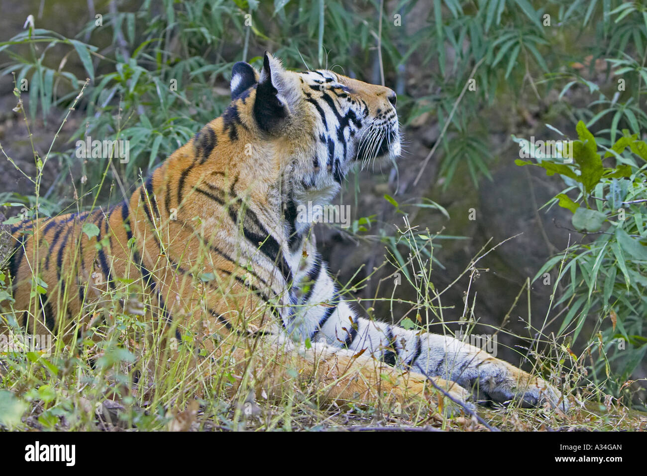 tiger (Panthera tigris), observing, India, Bandavkhar Stock Photo - Alamy
