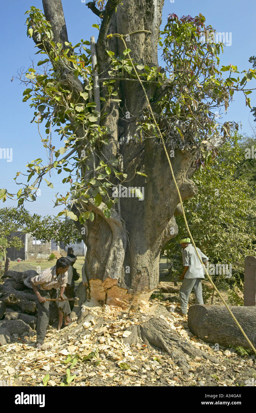 Cutting down old tree in Indian style, India, Bandavkhar Stock Photo ...