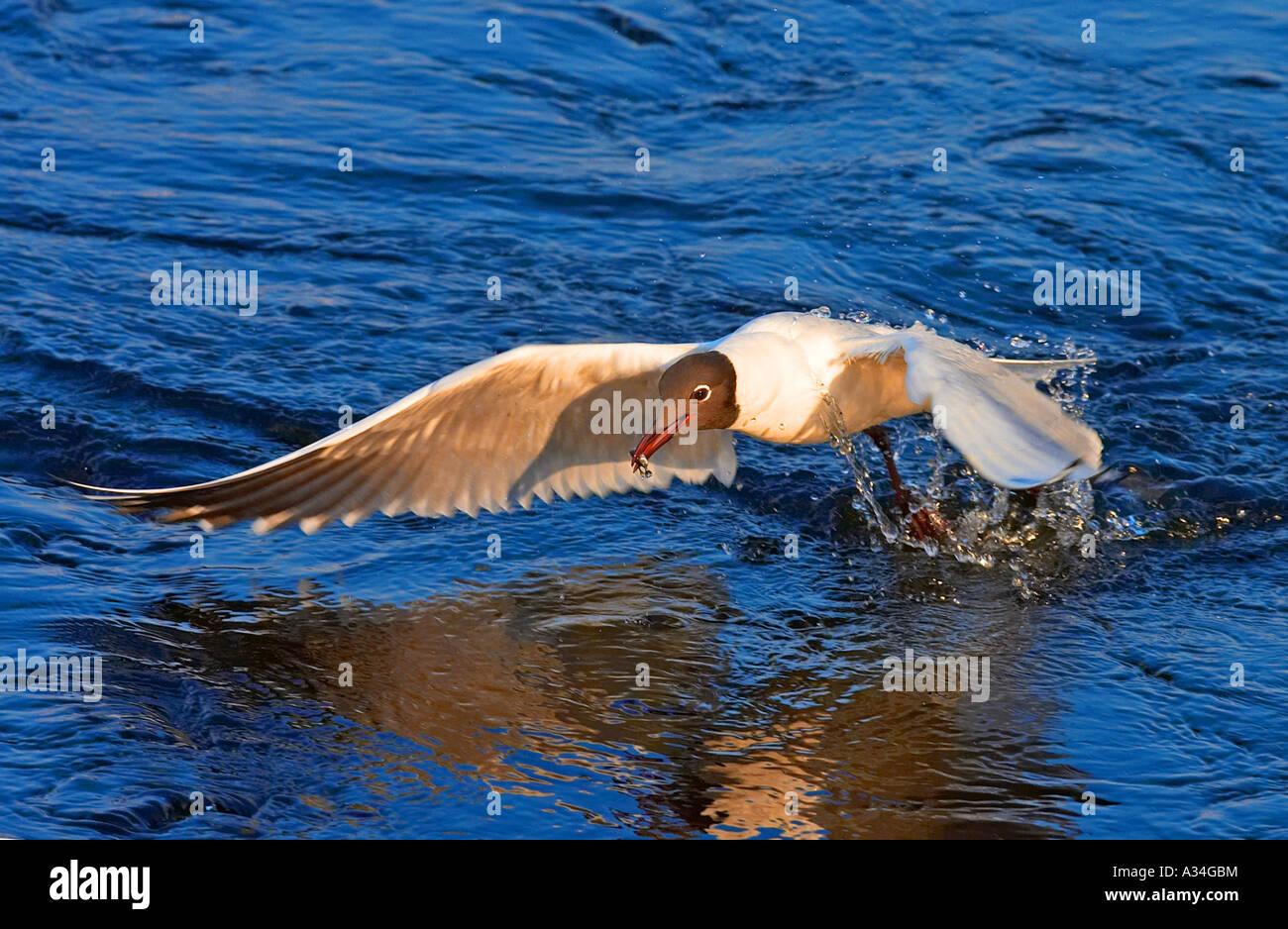Capturing fish with light hi-res stock photography and images - Alamy