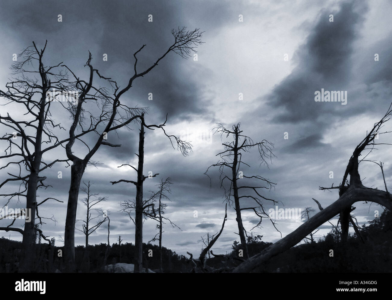 Horrible dead trunk hi-res stock photography and images - Alamy