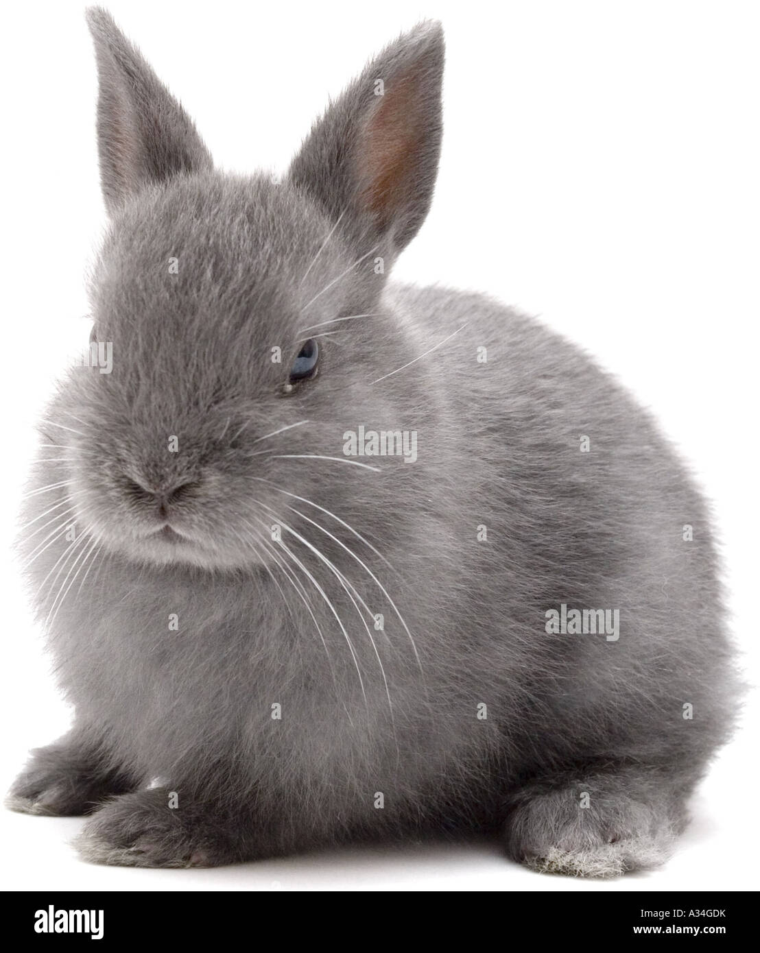 dwarf bunny (Oryctolagus cuniculus f. domestica), Netherland Dwarf ...