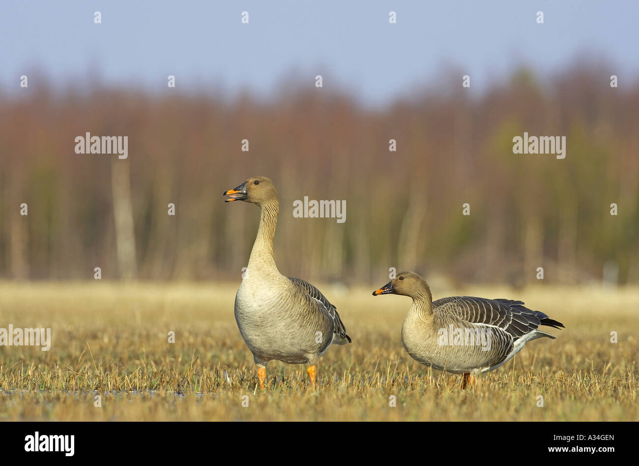 Bean Goose, Taiga Bean Goose (Anser fabalis), pair, Finland Stock Photo ...
