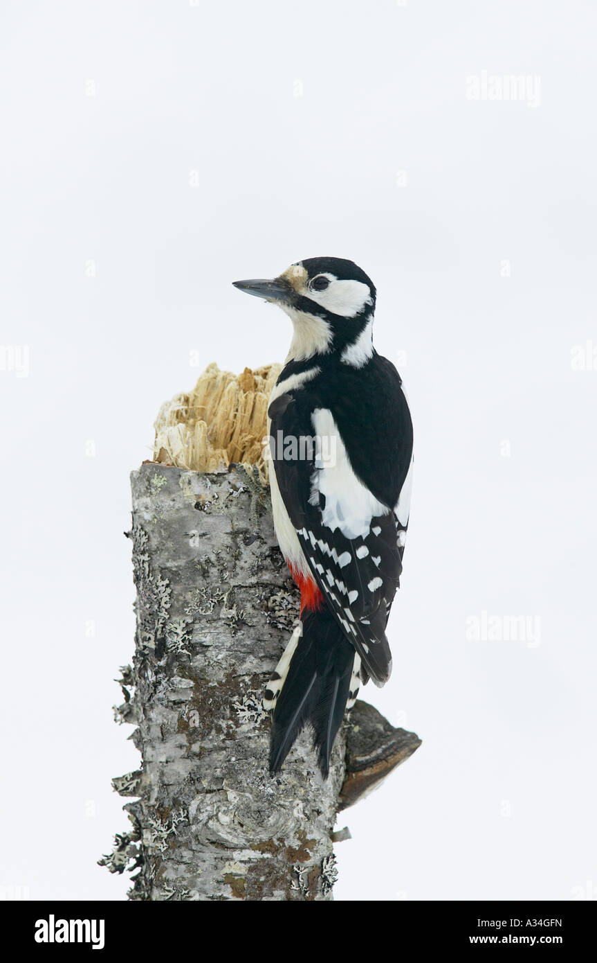 great spotted woodpecker (Picoides major, Dendrocopos major), at tree ...