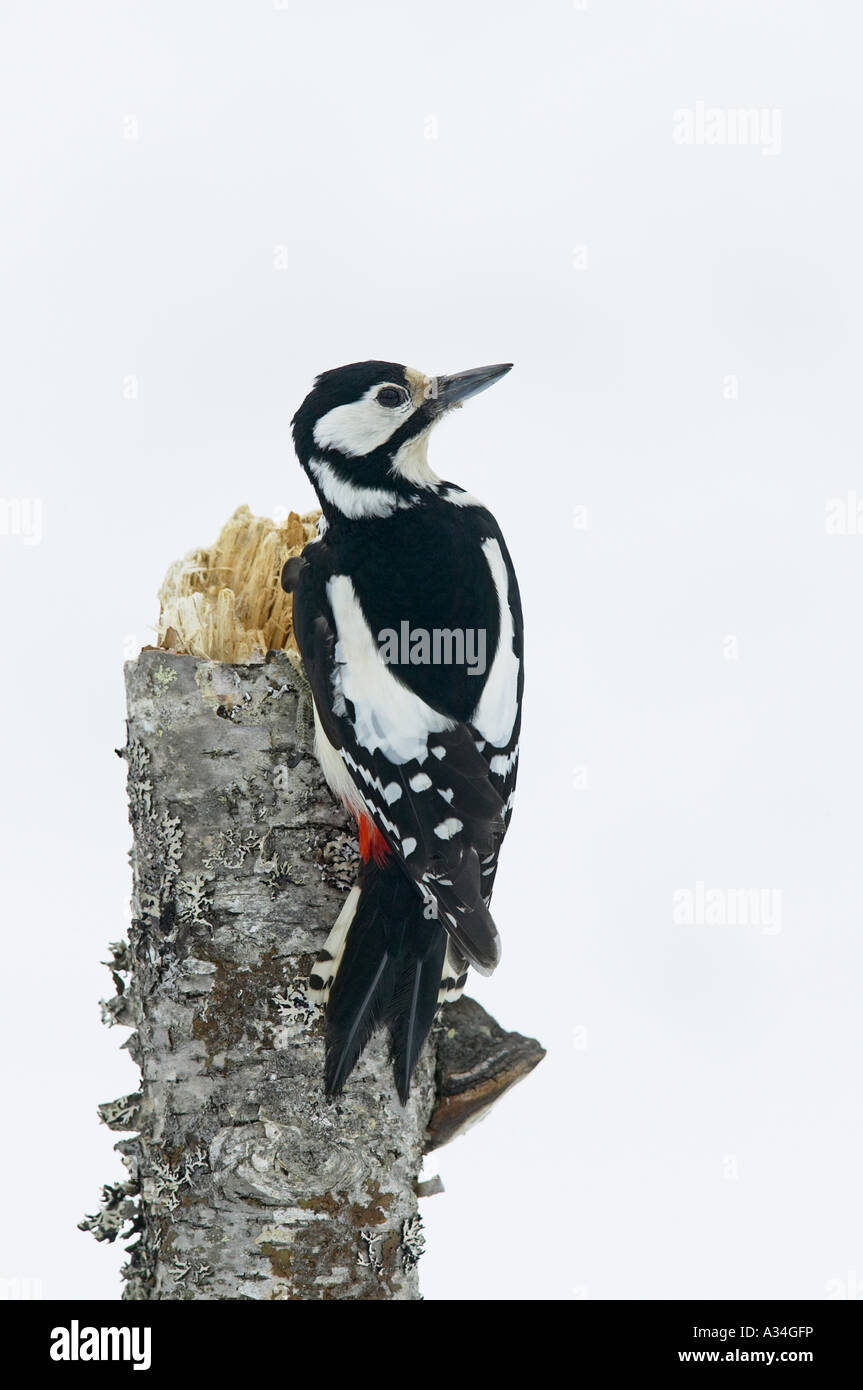 great spotted woodpecker (Picoides major, Dendrocopos major), at tree ...