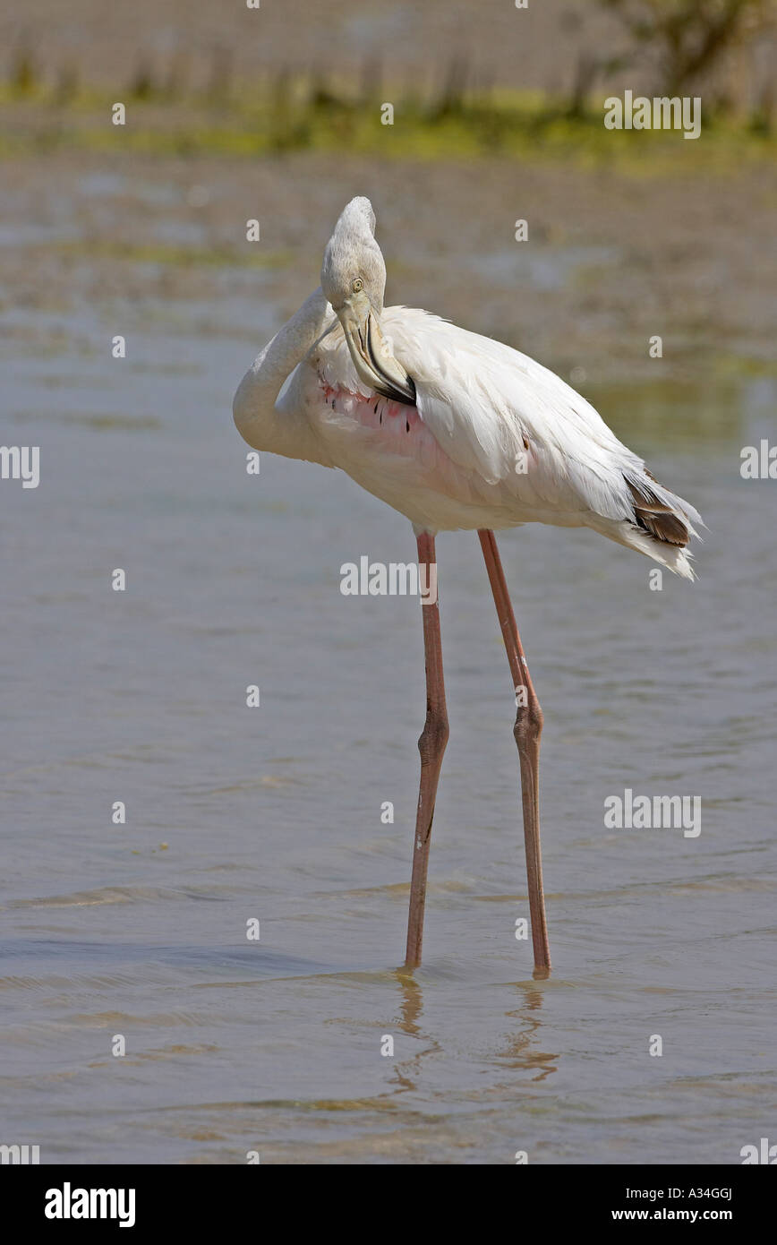 greater flamingo (Phoenicopterus ruber), in shallow water, scratching ...