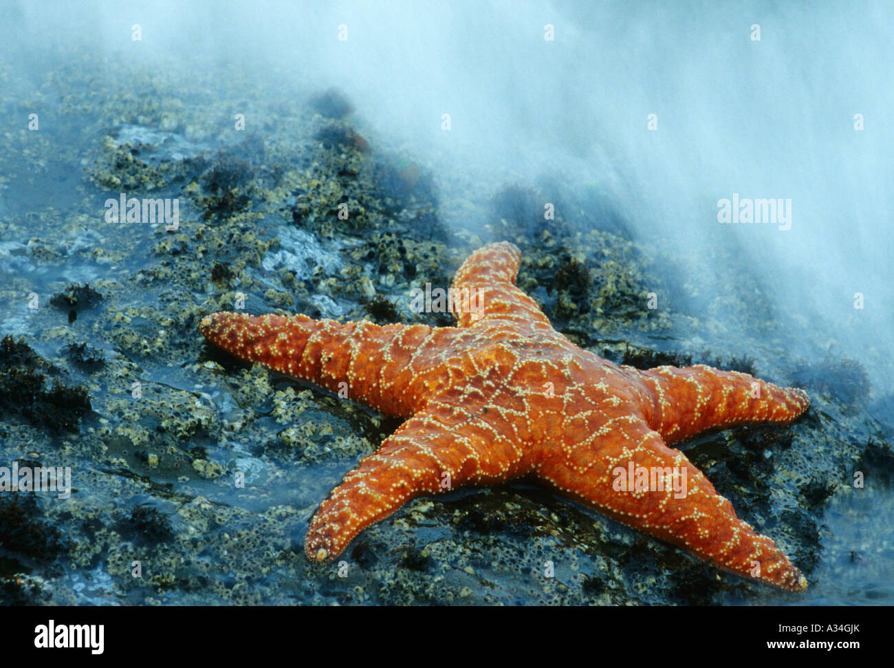Ochre Sea Star, Ochre Seastar (Pisaster ochraceus), on rock in surge ...
