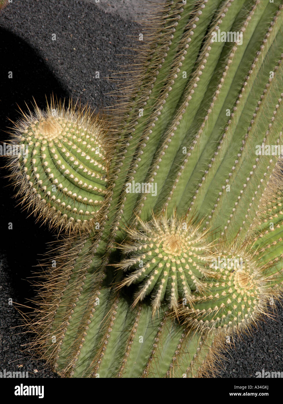 Close up of green cacti Stock Photo - Alamy