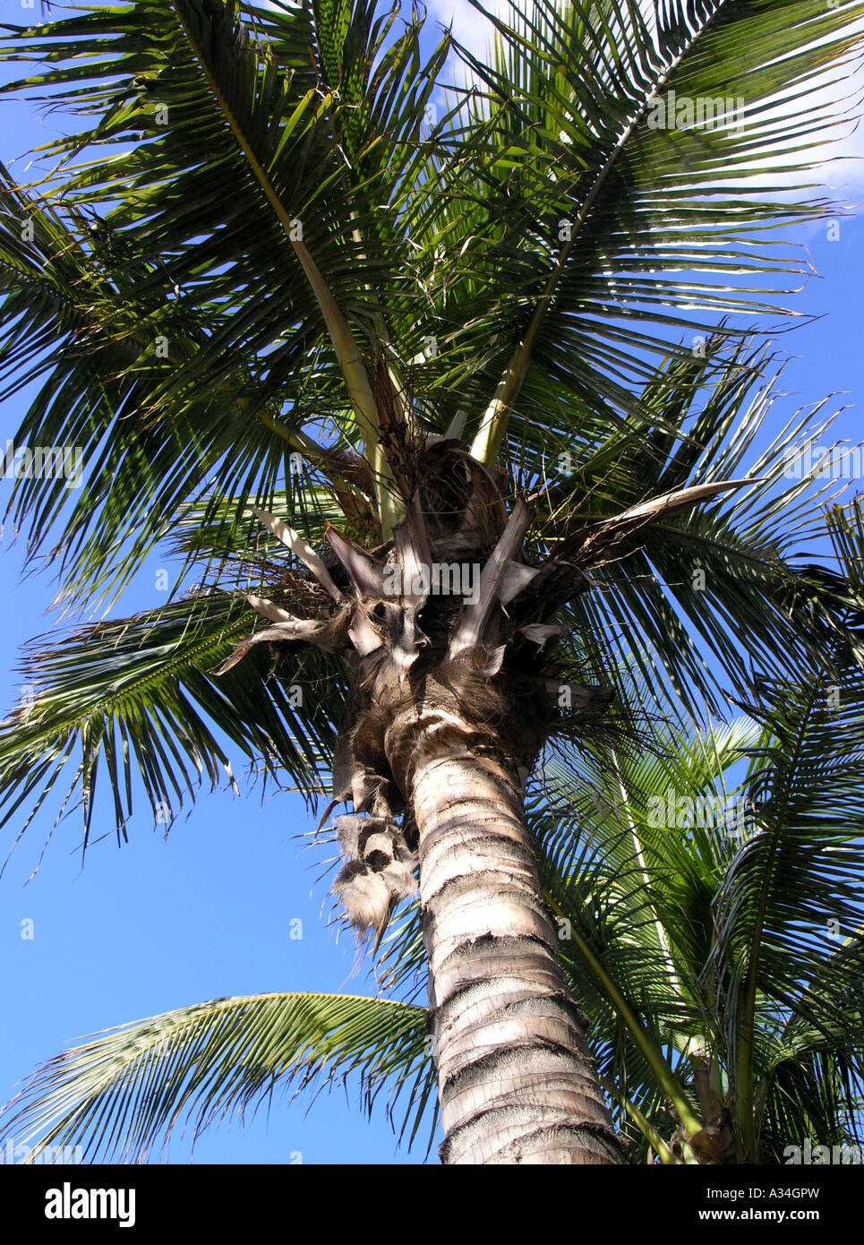 Curved palm tree trunk hi-res stock photography and images - Alamy