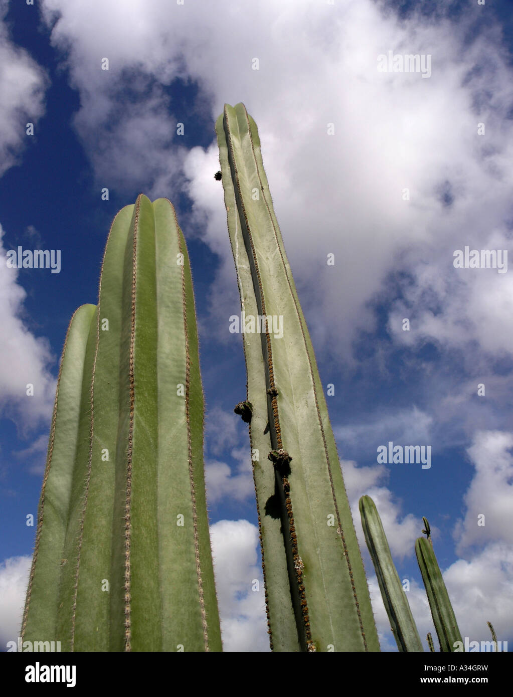 Tall cacti against blue sky with white clouds Stock Photo - Alamy