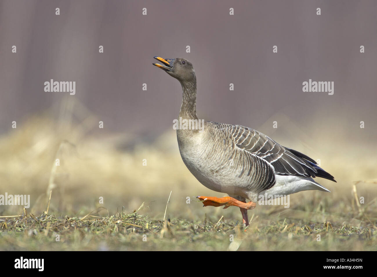 Bean Goose, Taiga Bean Goose (Anser fabalis), yelling, Finland Stock ...