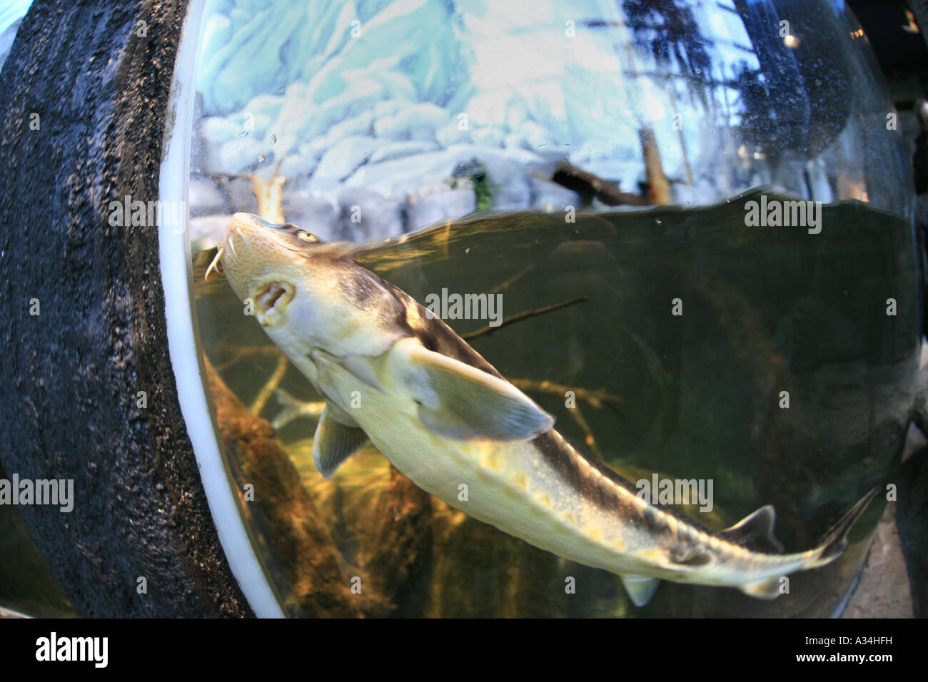 sterlet, Siberian sterlet (Acipenser ruthenus Stock Photo - Alamy