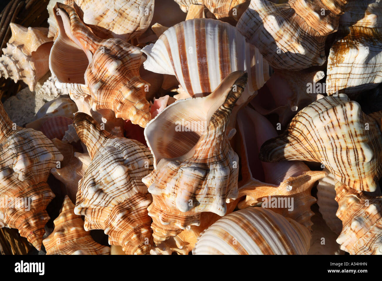 selling of sea animals Stock Photo - Alamy