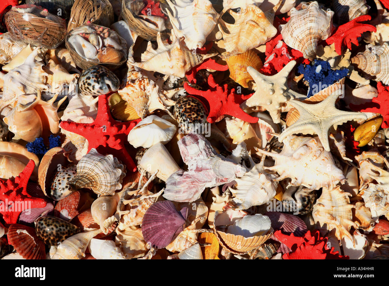 selling of sea animals Stock Photo - Alamy