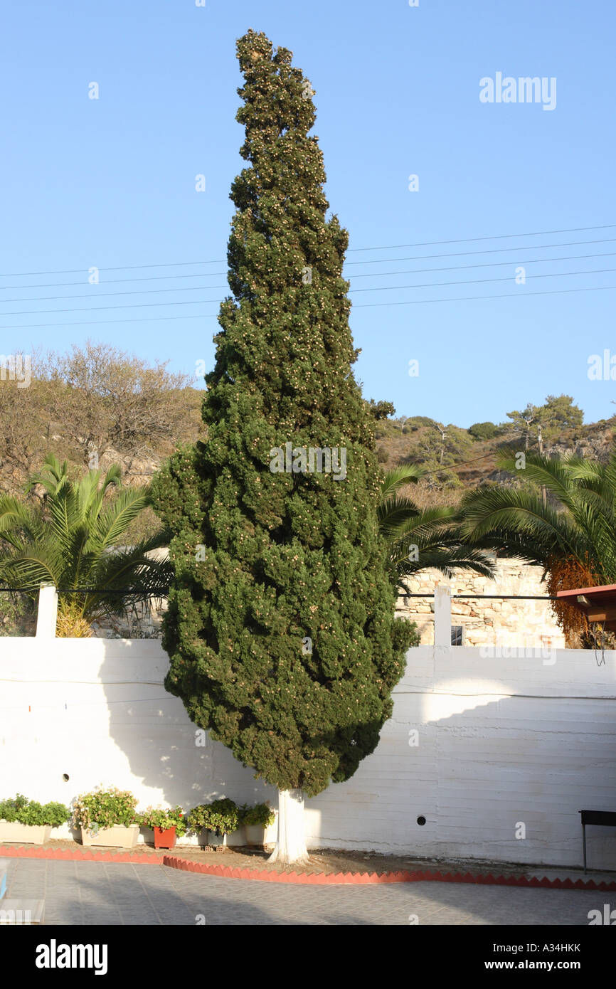 Italian cypress (Cupressus sempervirens), in front of a wall, Greece ...