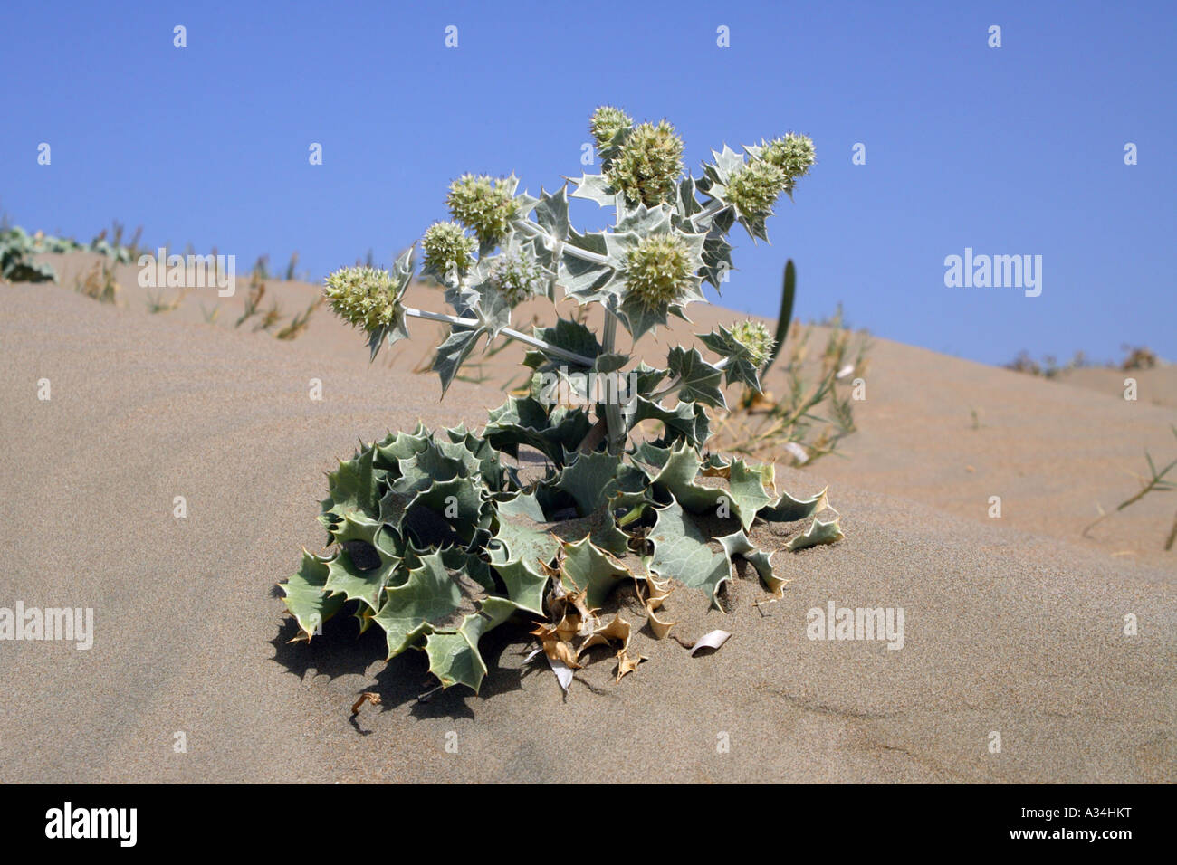 sea-holly, seaside coyote-thistle (Eryngium maritimum), blooming ...