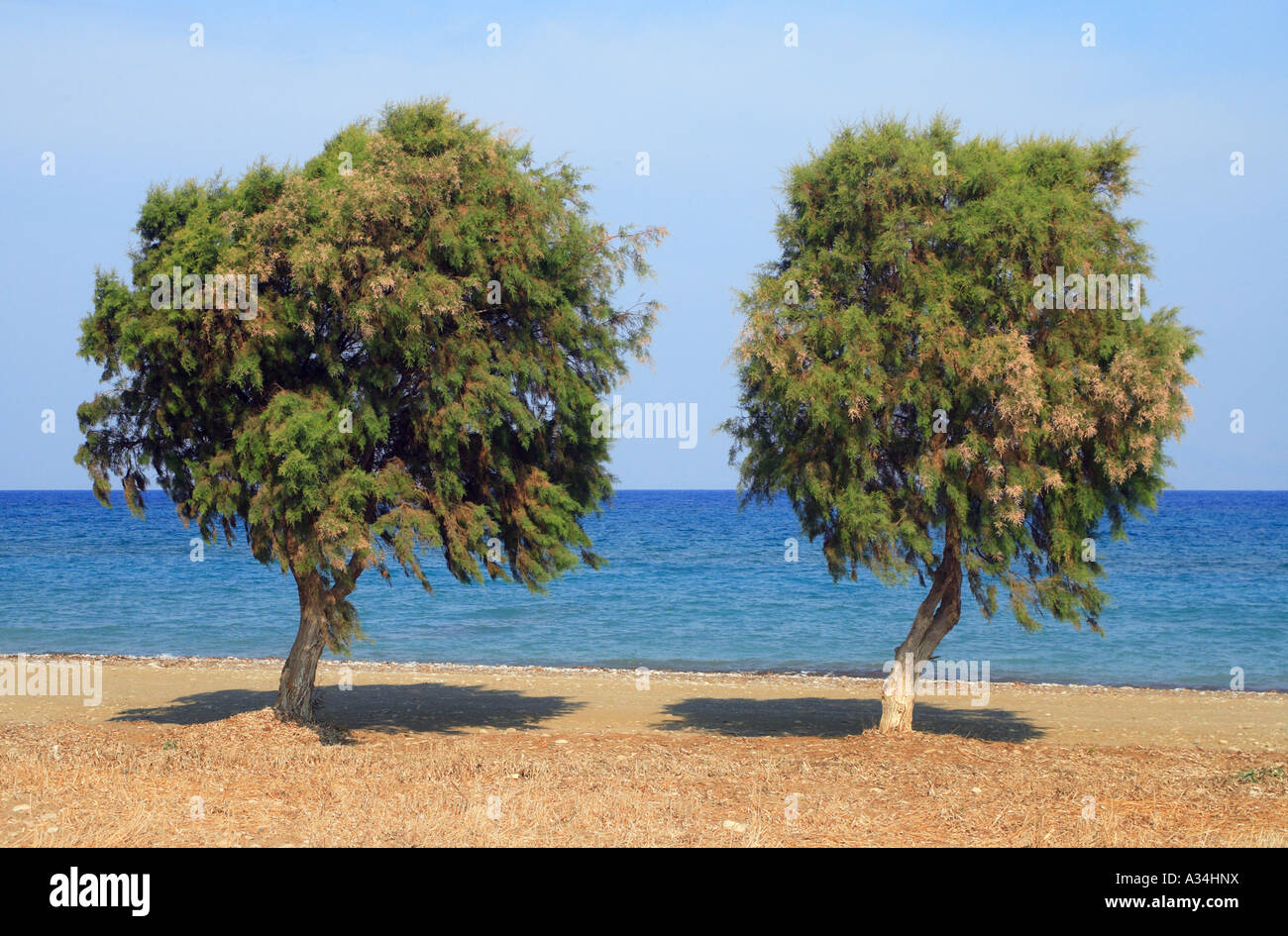 Tamarisk Trees Greece Beach High Resolution Stock Photography and ...