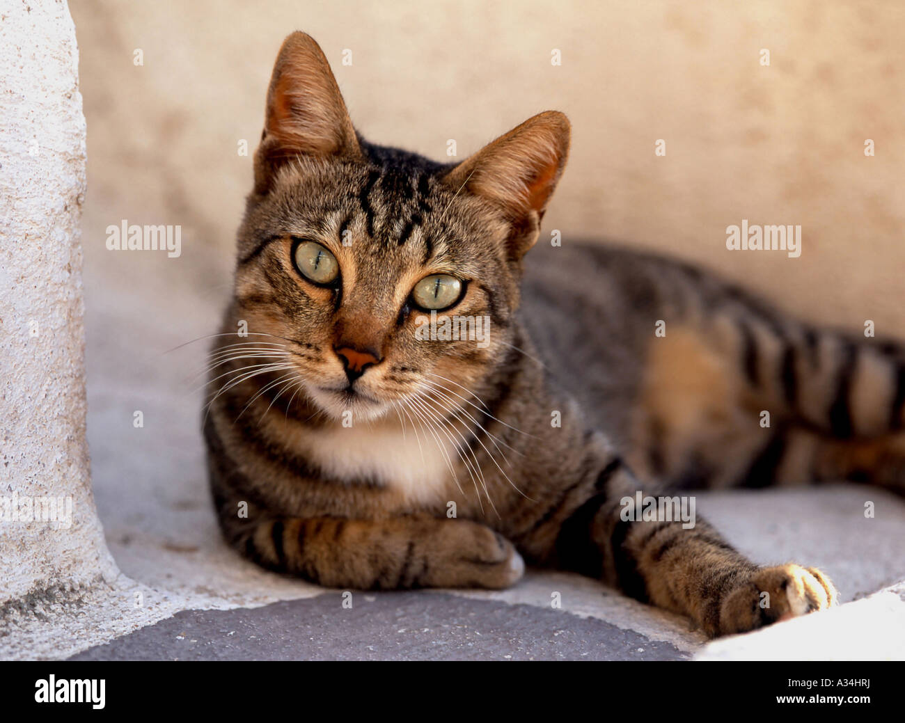 domestic cat, house cat (Felis silvestris f. catus), brown cat lying in ...