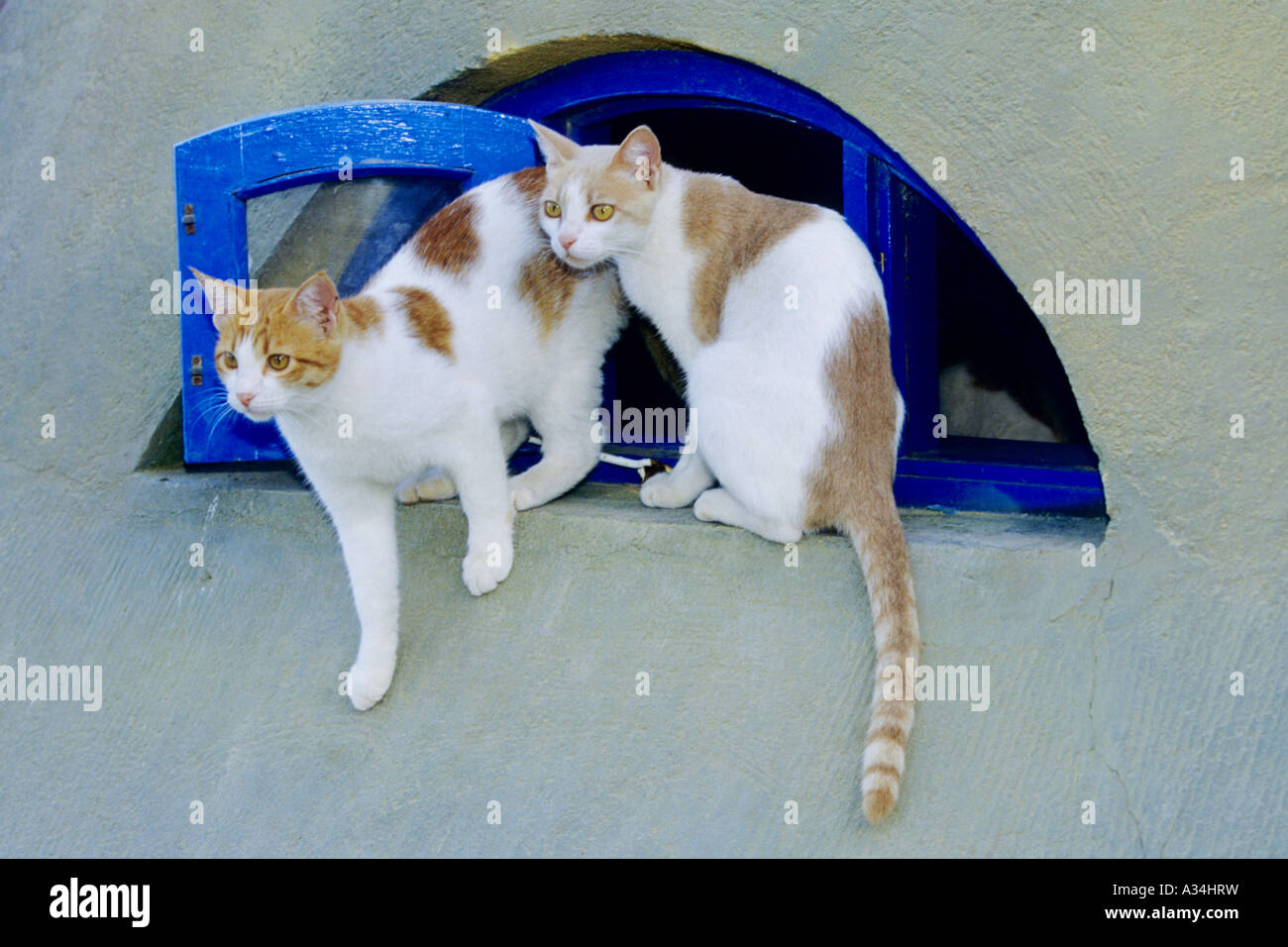 Cats of corfu hi-res stock photography and images - Alamy