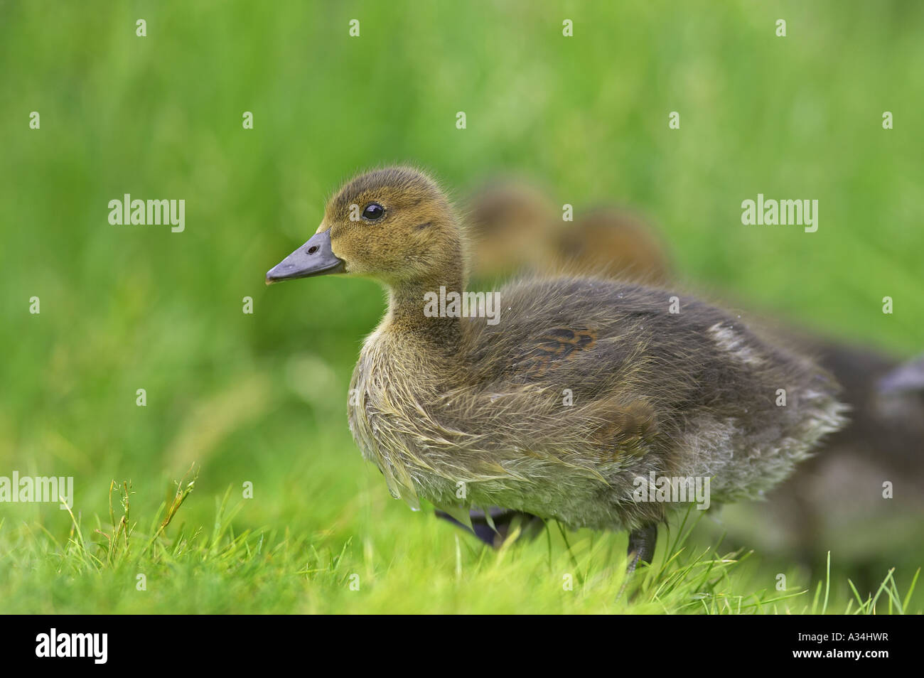 Juvenile wigeon hi-res stock photography and images - Alamy