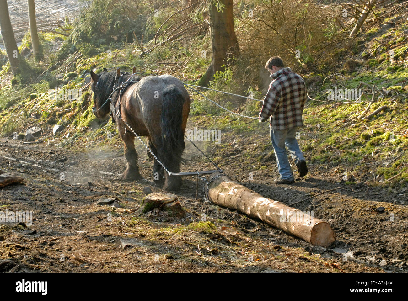 Ardennes Draught Horse stallion hauling logs. Great Knott Wood, Lake ...