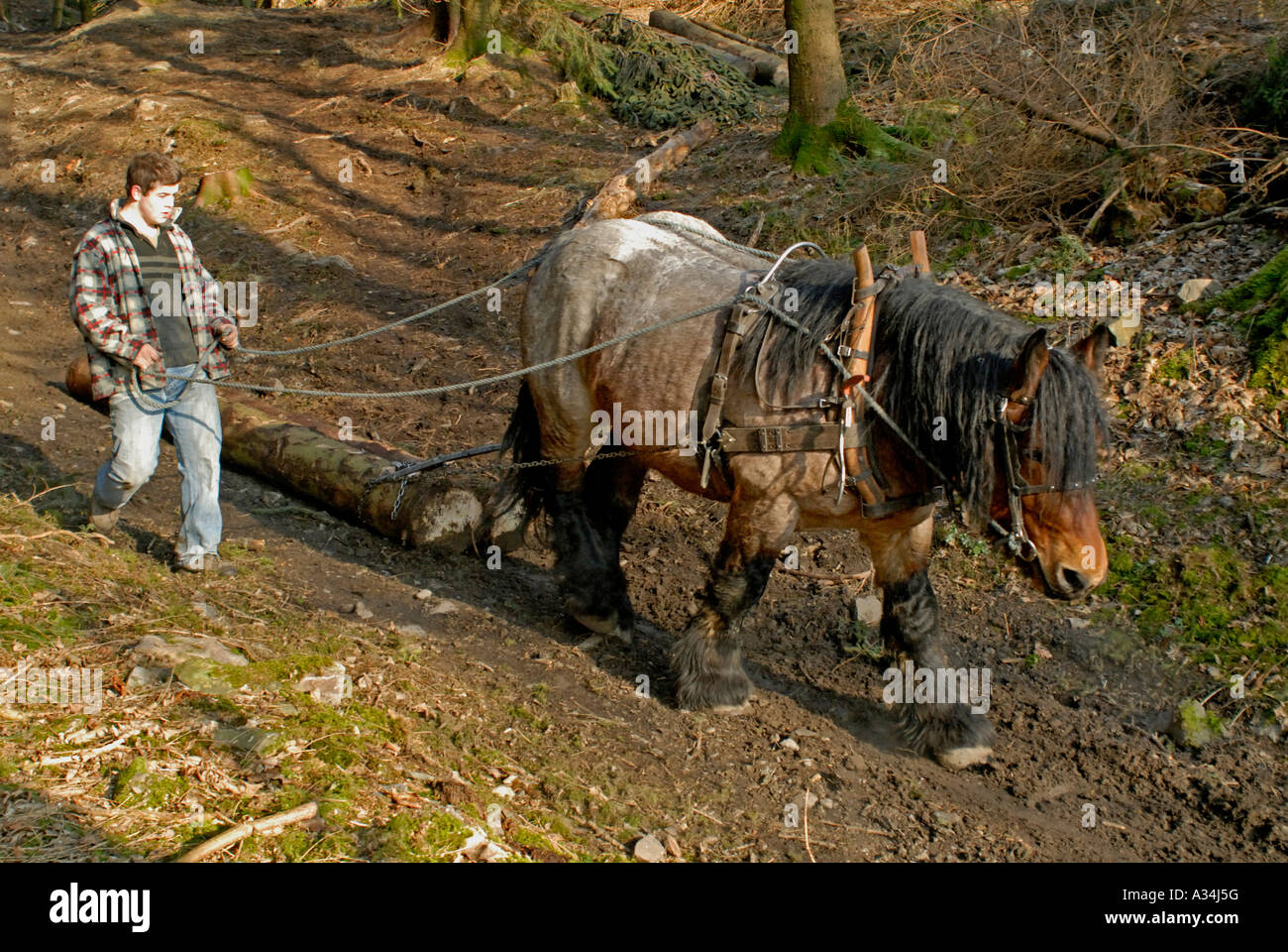Ardennes Draught Horse stallion hauling logs. Great Knott Wood, Lake ...
