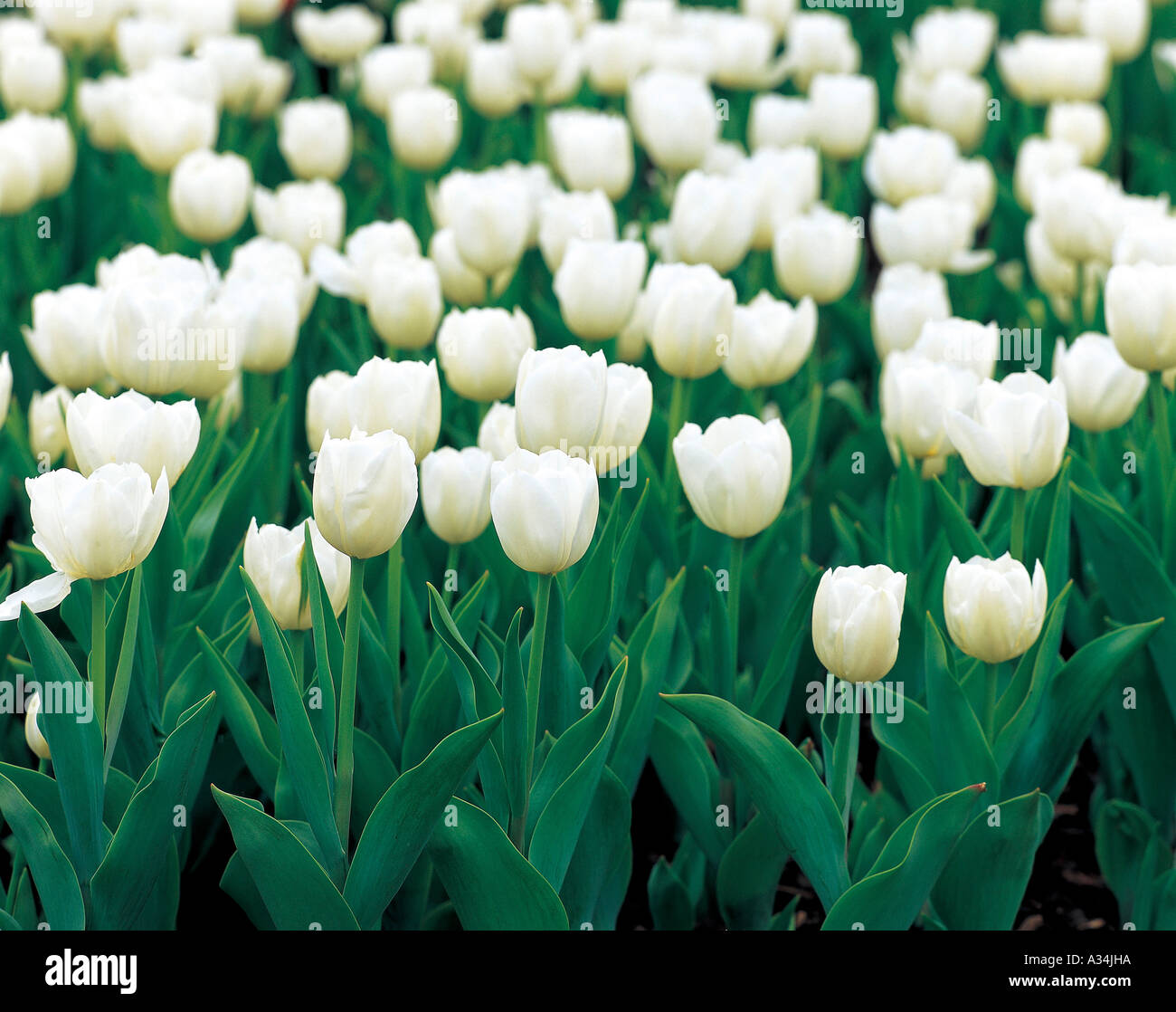 A field of white tulips Stock Photo - Alamy